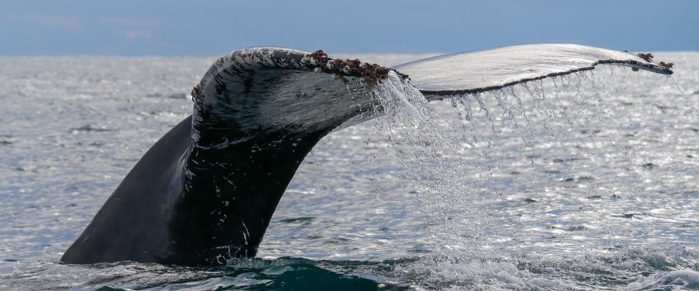 Nuestra Naturaleza: Avistamiento de Ballenas en el Parque Nacional ...